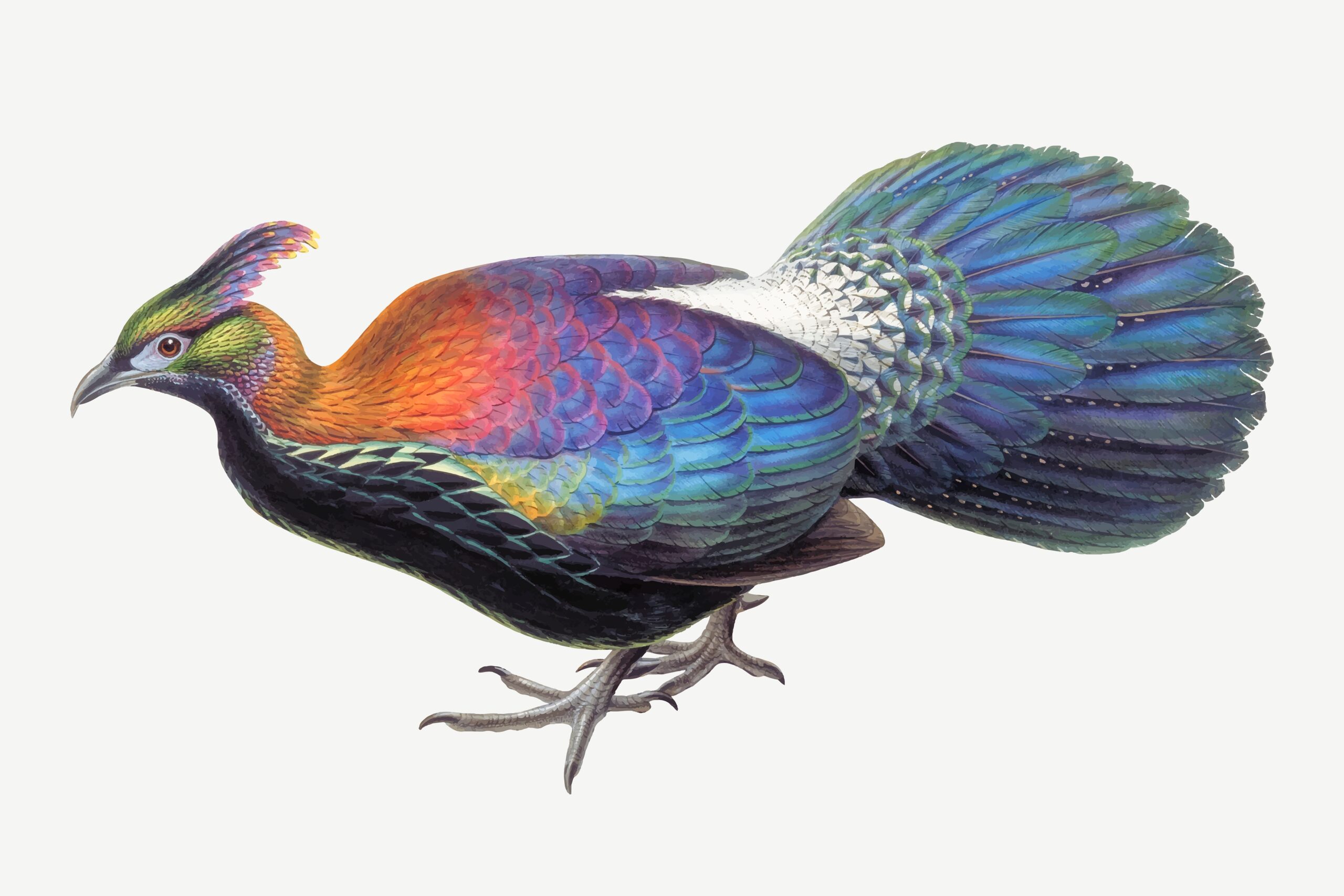 Home, Food, and Fun Facts About the Hancock Bird